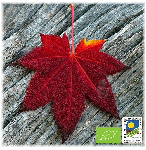 Dr. Luis B. GUERRERO CABRERA: VID ROJA o VITIS VINIFERA o PARRA DE UVAS