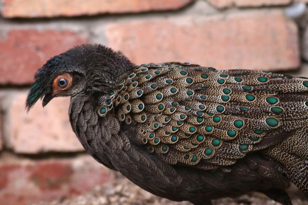 Malaysian Peacock Pheasant