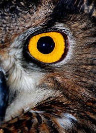 ¿Cómo son los ojos de los búhos? | Universo Animal