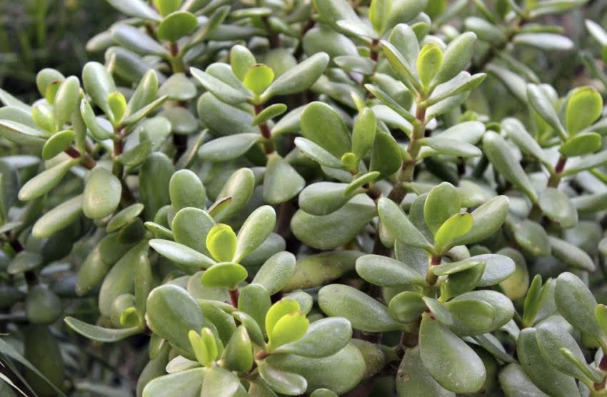 Svaka kuća mora da ima ovu biljku: Krasula donosi novac! - Čarolija ...