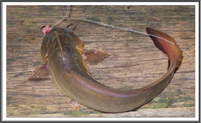 Fish Fishing Techniques Sembilang | FISH WORLDs.com