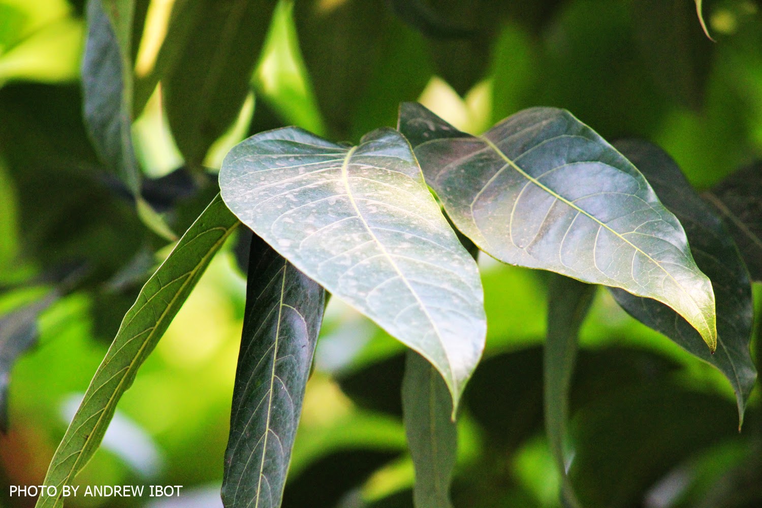 Ako si ANDREW IBOT!: Niyog-Niyogan