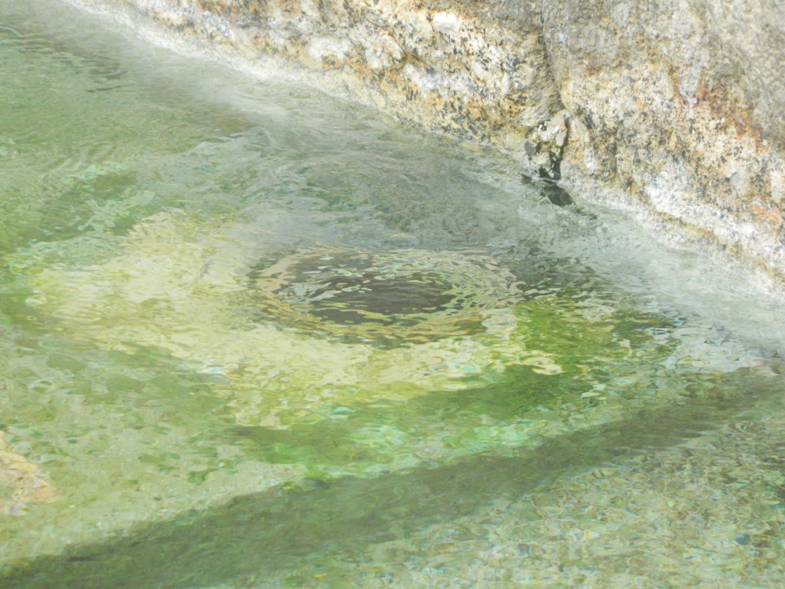 Rainforest Of Borneo: Kinabalu Park & Poring Hot Spring (full day)