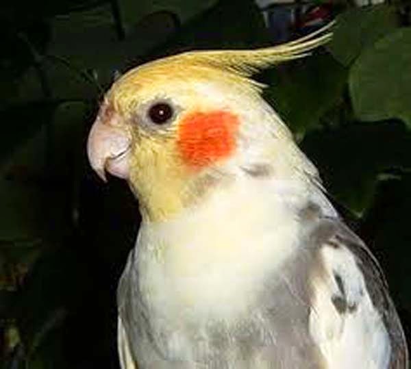 Bangla moon : Cockatiel Bird পালনে ব্যাবসায়িক দিক