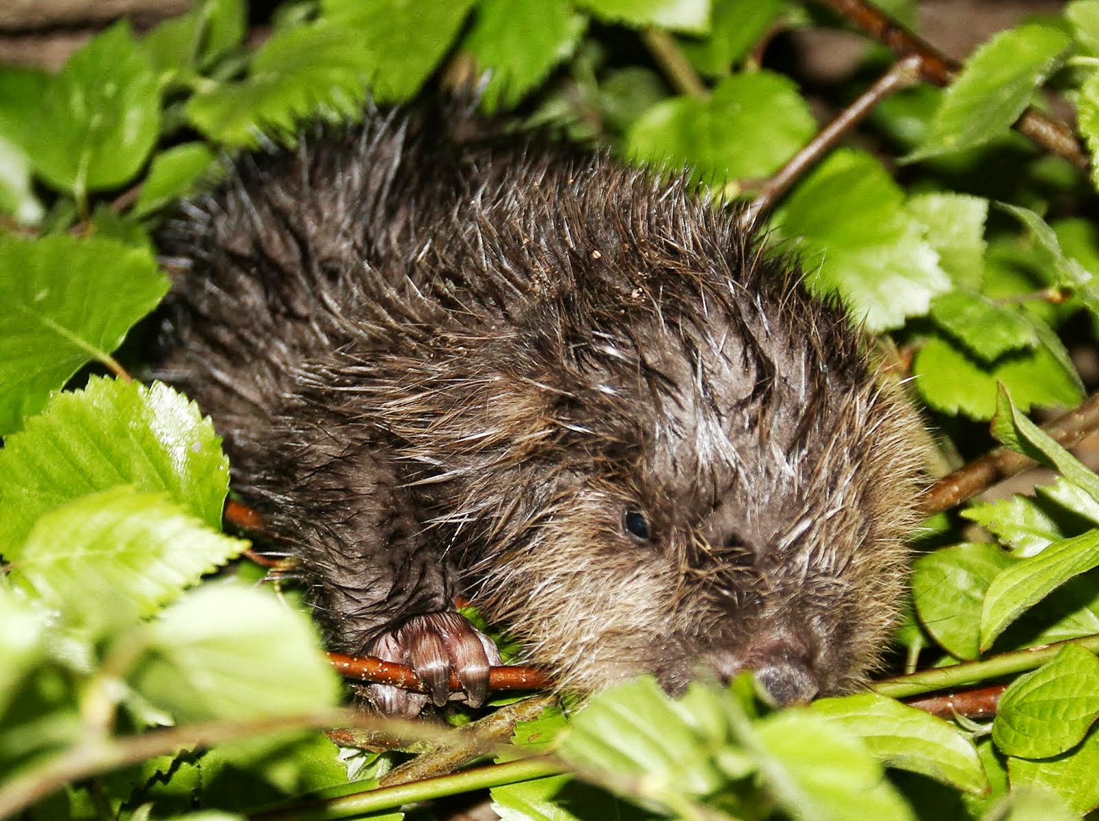 Wildwood Trust: Wildwood's new baby beaver is first in line for Welsh ...