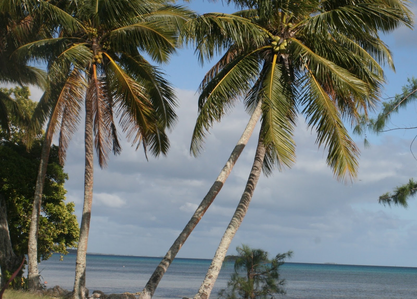 Mission To The Land of The Long White Cloud: Trees in Tonga