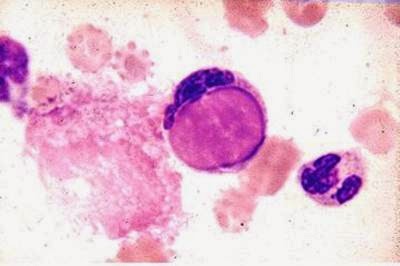 biologia2013: CELULAS LE