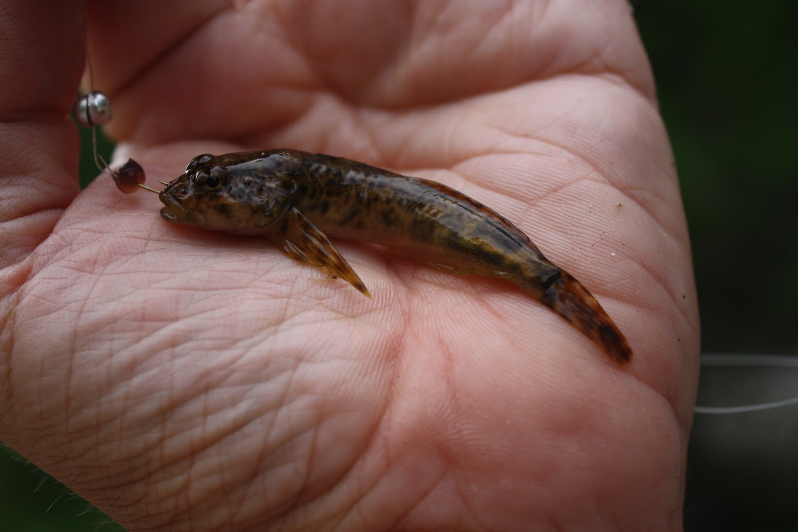 Catch-M-All: We got slimy with a little help from our friends... Slimy ...