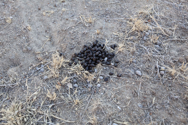 Spare Parts and Pics: Cow Camp, Joshua Tree National Park