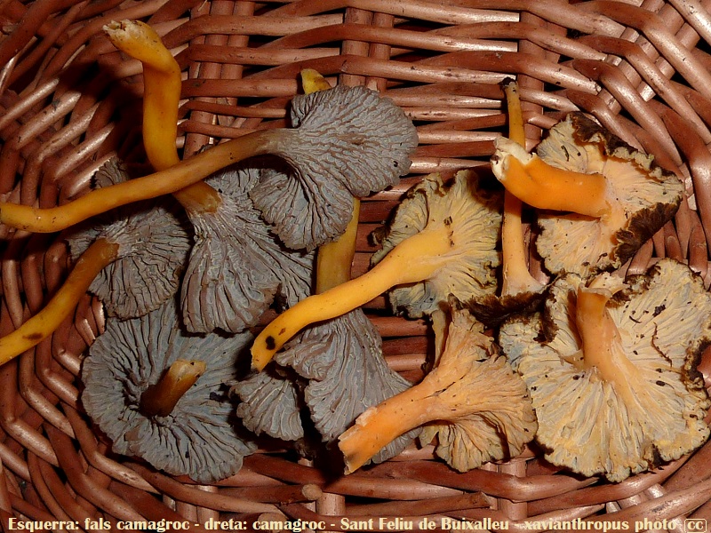 NATURESPERIT: FONGS I BOLETS