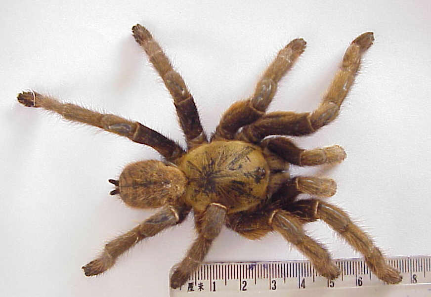 The 10 Most venomous or Dangerous Spiders in the World Exclusive All Search
