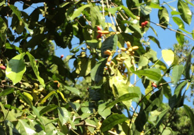 Ibi Benefici Locus Est: Tree Stories