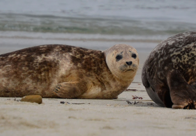 Woods Walks and Wildlife: January 2012