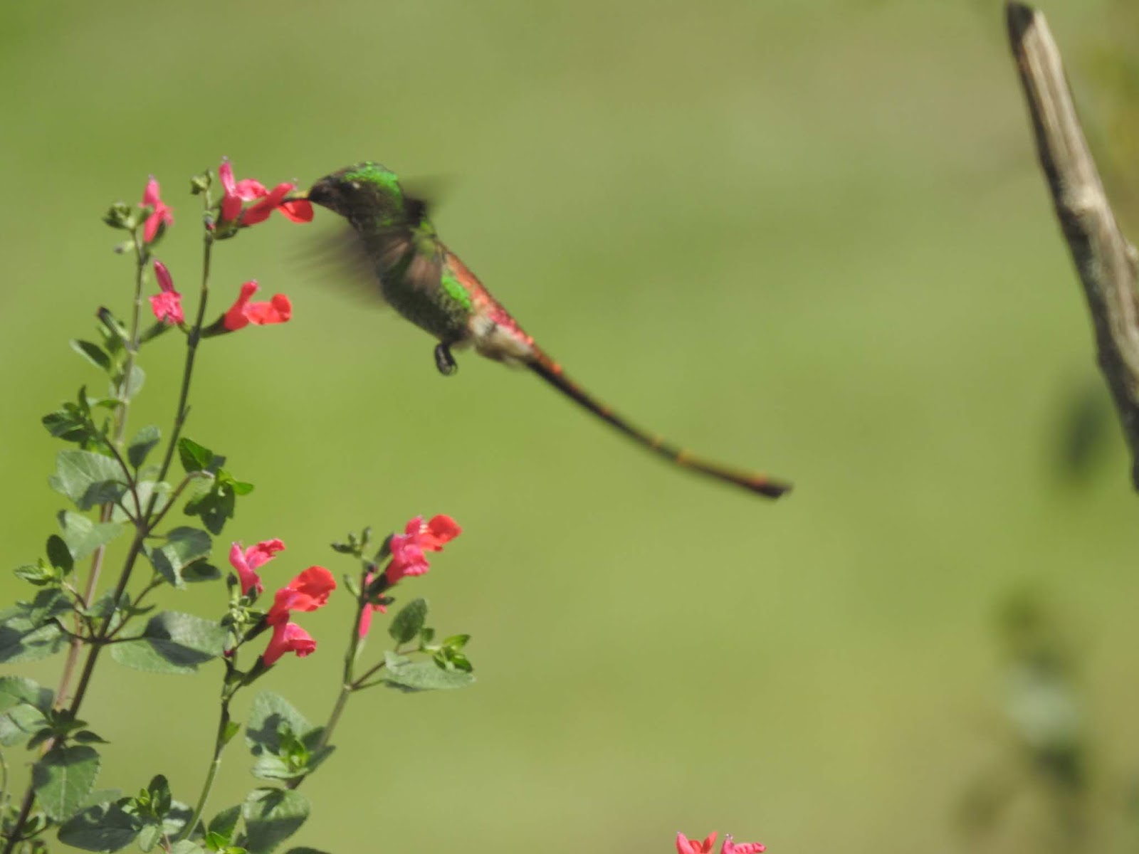 ALEJANDRO NEMEC FOTOGRAFIAS: COLIBRI DE COLA LARGA O COMETA
