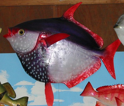Opah - Fishes