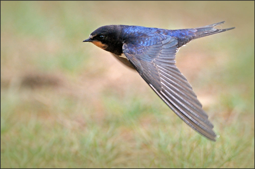 Wouts fotobloG: Boerenzwaluw, licht en snel