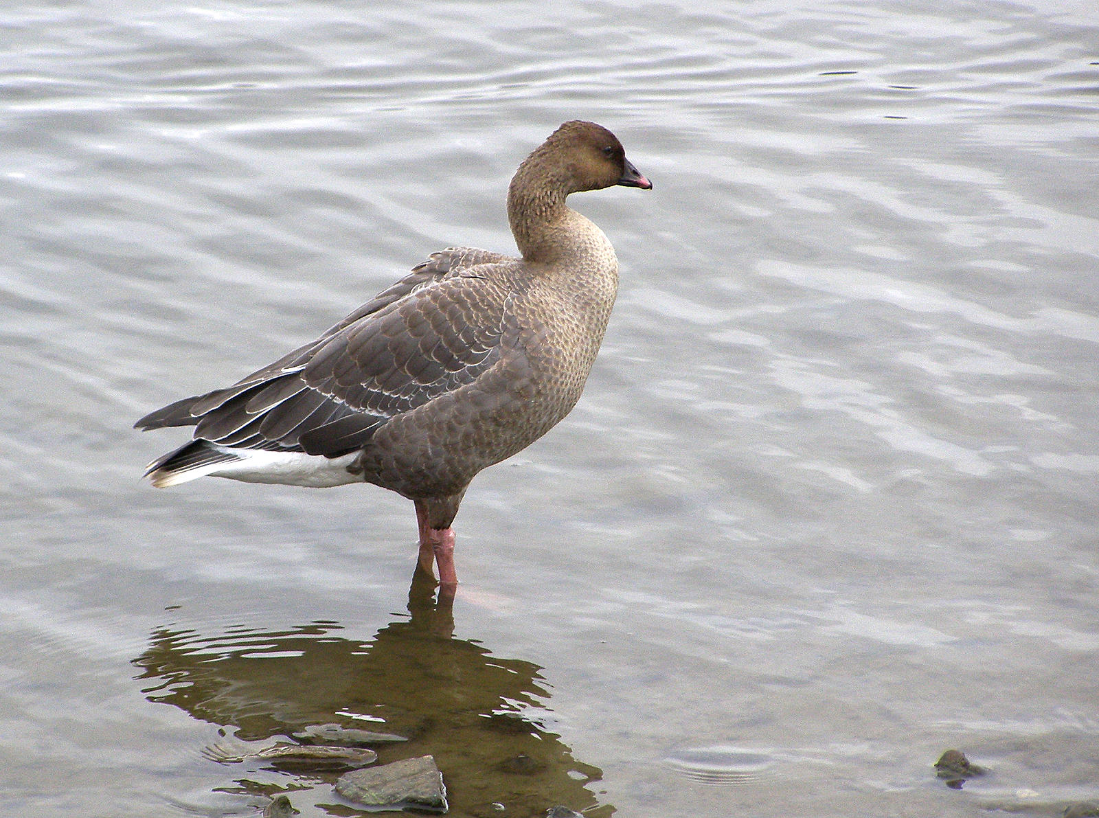 Random Jottings: November 2011