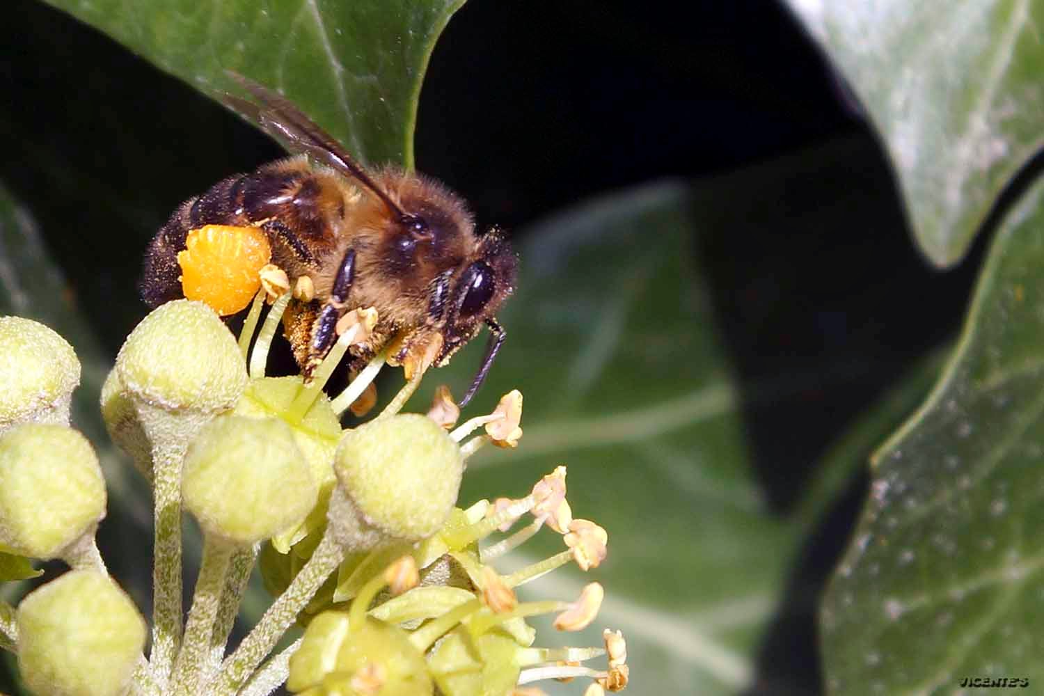 Fauna silvestre de Hormaza: Apis mellifera