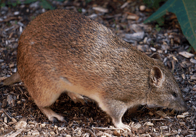 Wiki World: What is a Bandicoot?