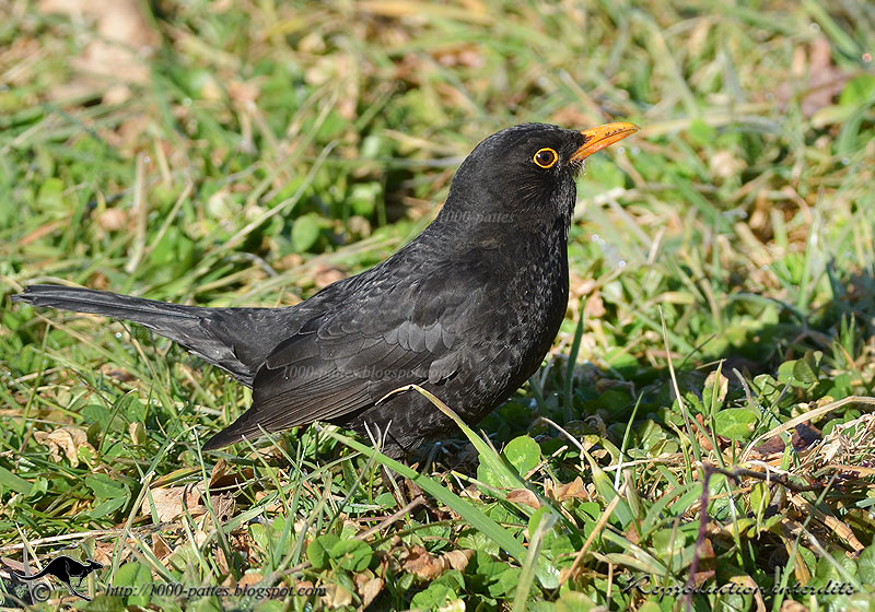 WILDLIFE GATEWAY: Ce que mangent les Merles noirs