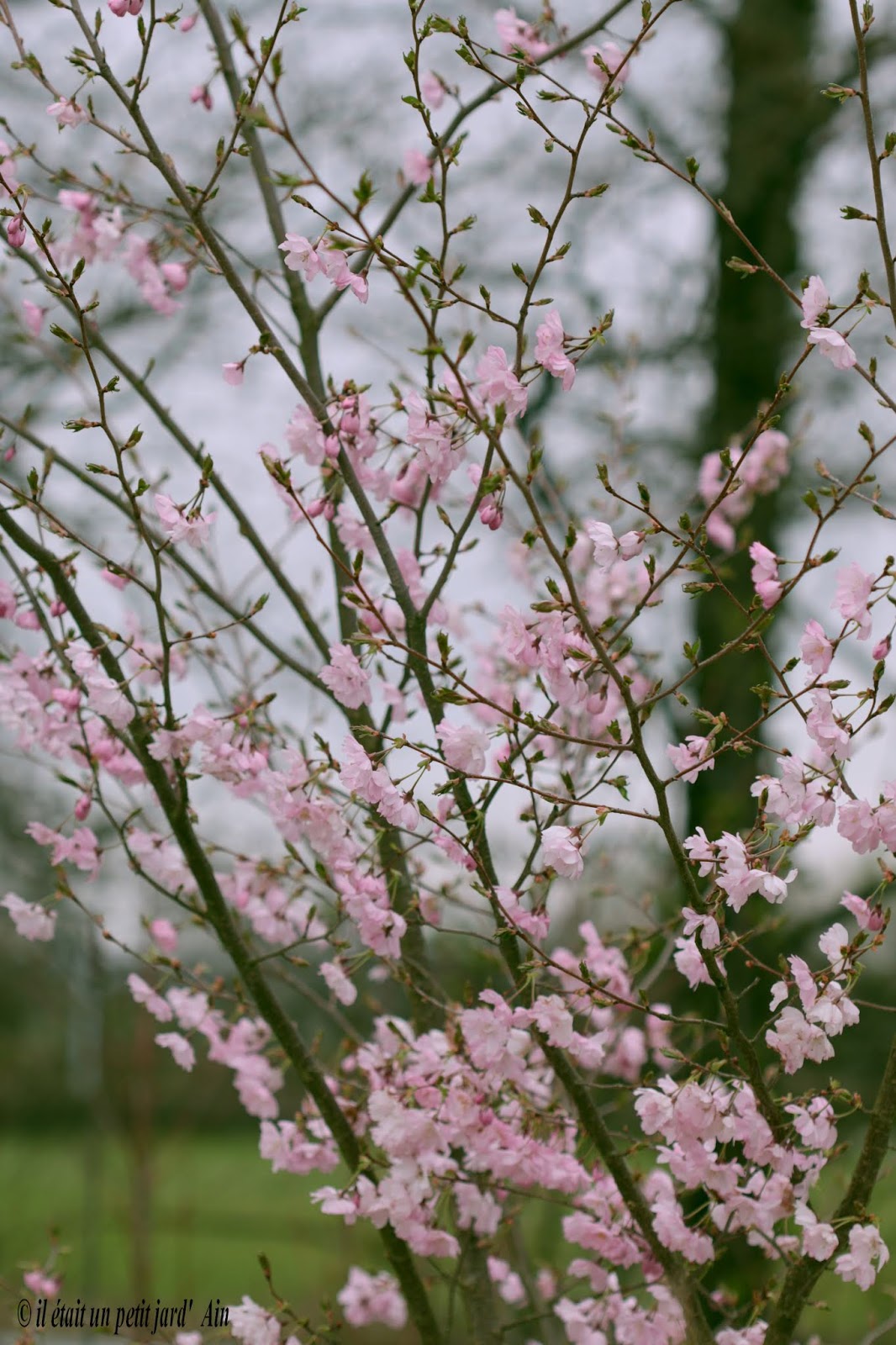 IL ETAIT UN PETIT JARD'AIN ...: FOCUS PRUNUS MALUS TRESORUS ...