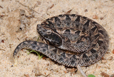 Ular Asli Indonesia: Mengidentifikasi Ular