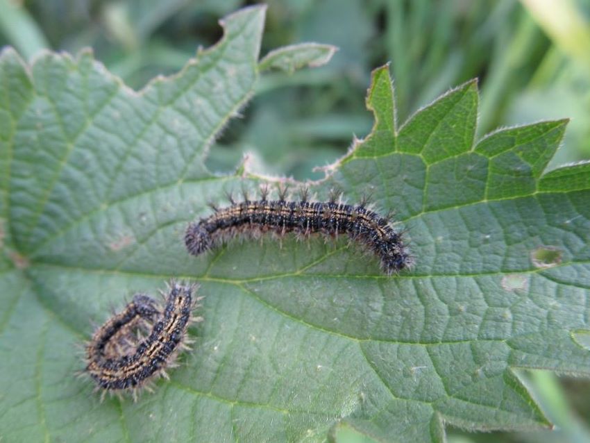 De Vlinder- en Bijentuin: Rupsenmiddag in de Vlindertuin