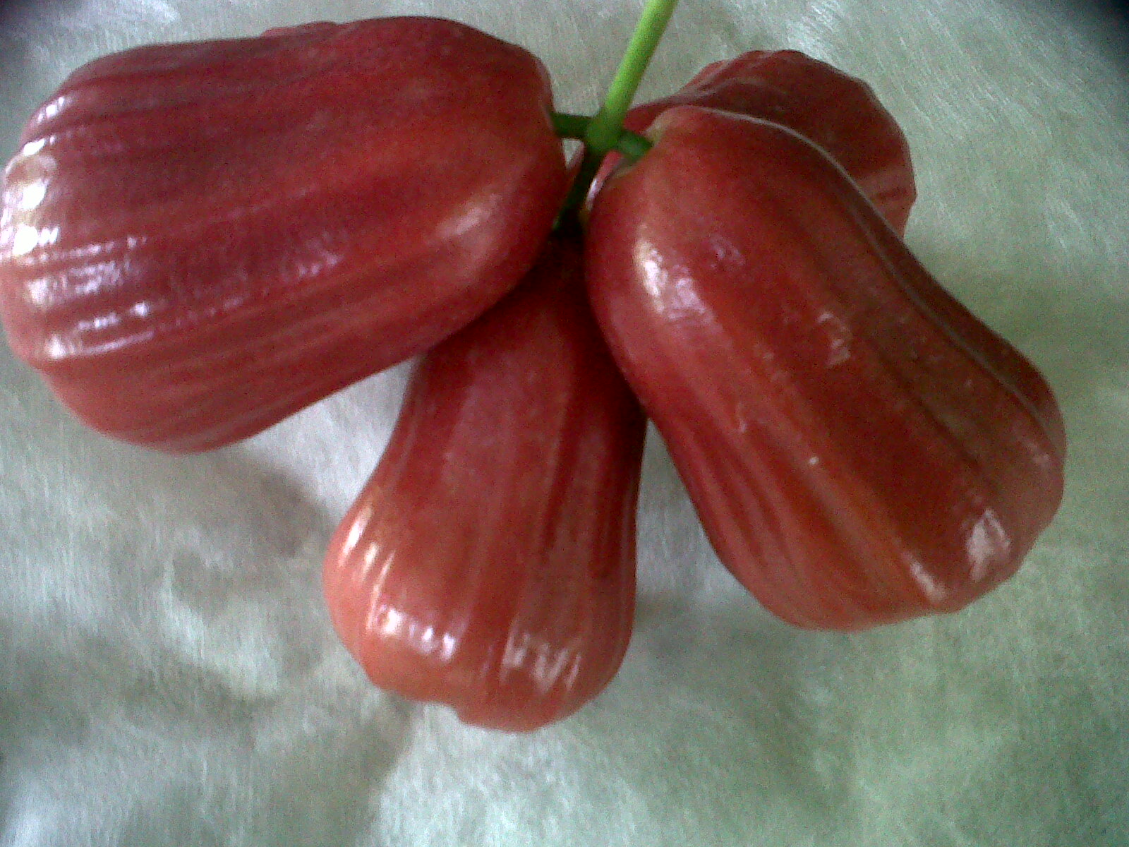 Seribu Agro: Jambu Air Citra