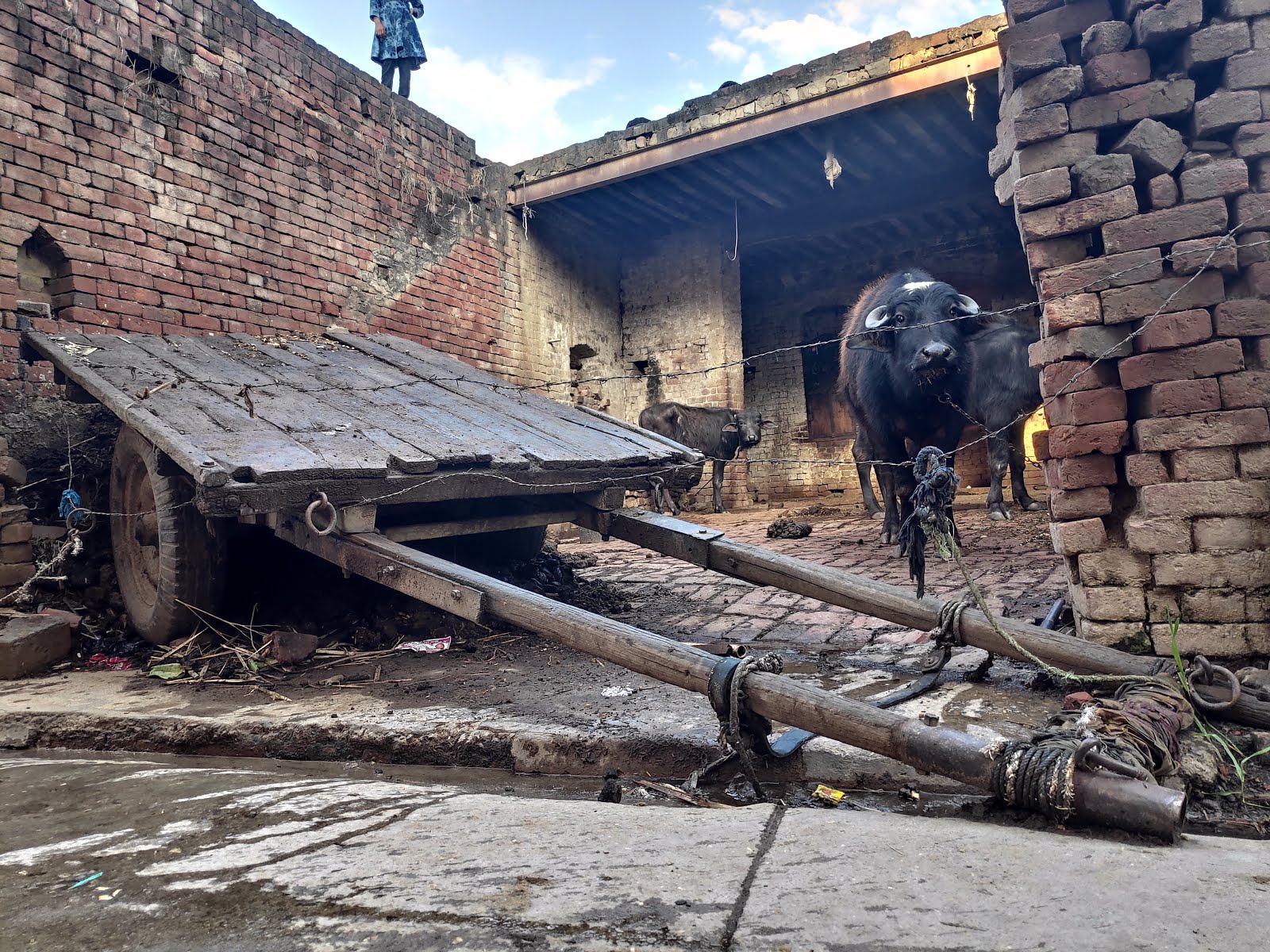 Nālandā - Insatiable in Offering: Royal Warriors of Ancient Sanauli