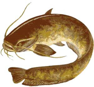 Total Fishing Blog: Catching Wels Catfish a Quick Guide