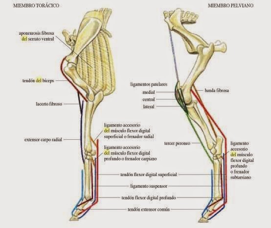 ANATOMIA EQUINA ~ SOS Caballos Valencia