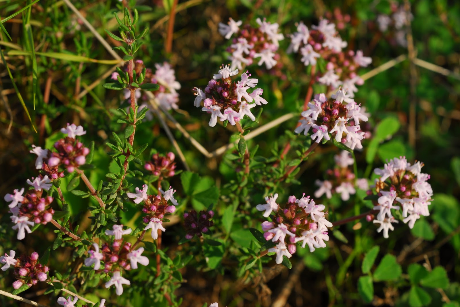 Mediterranean Gardens: Mediterranean climate lawns and groundcovers