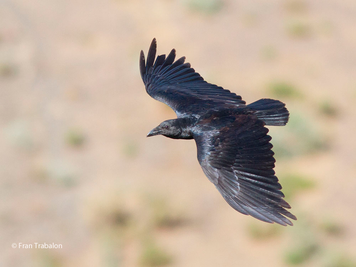 ZAGROS NATURE IMAGES: Fan-tailed Raven