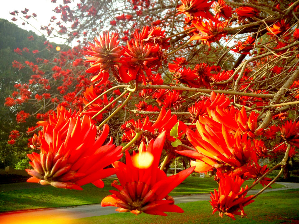 No viviendo en un mundo vivo: Coastal Coral Tree