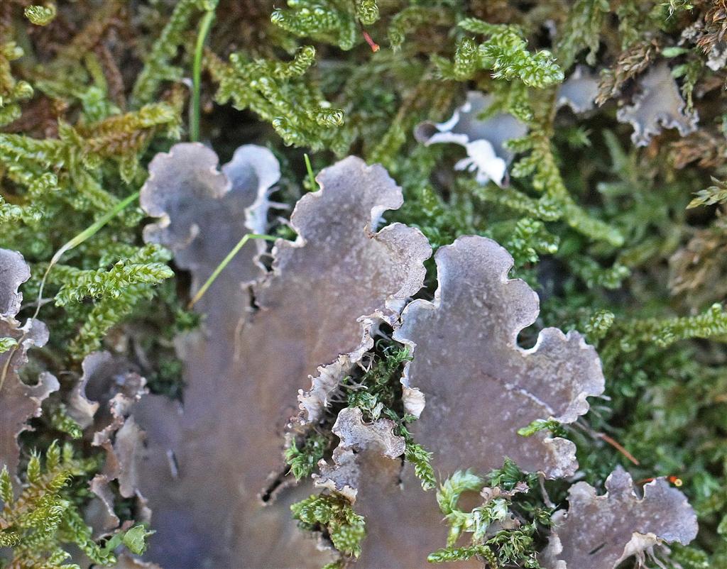 Michael Foley: Natural History ©: A rare lichen in Cumbria: Peltigera ...