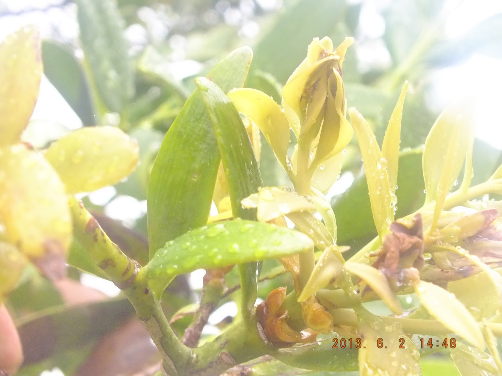 Photography with Dr. Ernie.: Agathis Alba: Young Almaciga Tree in DSB ...