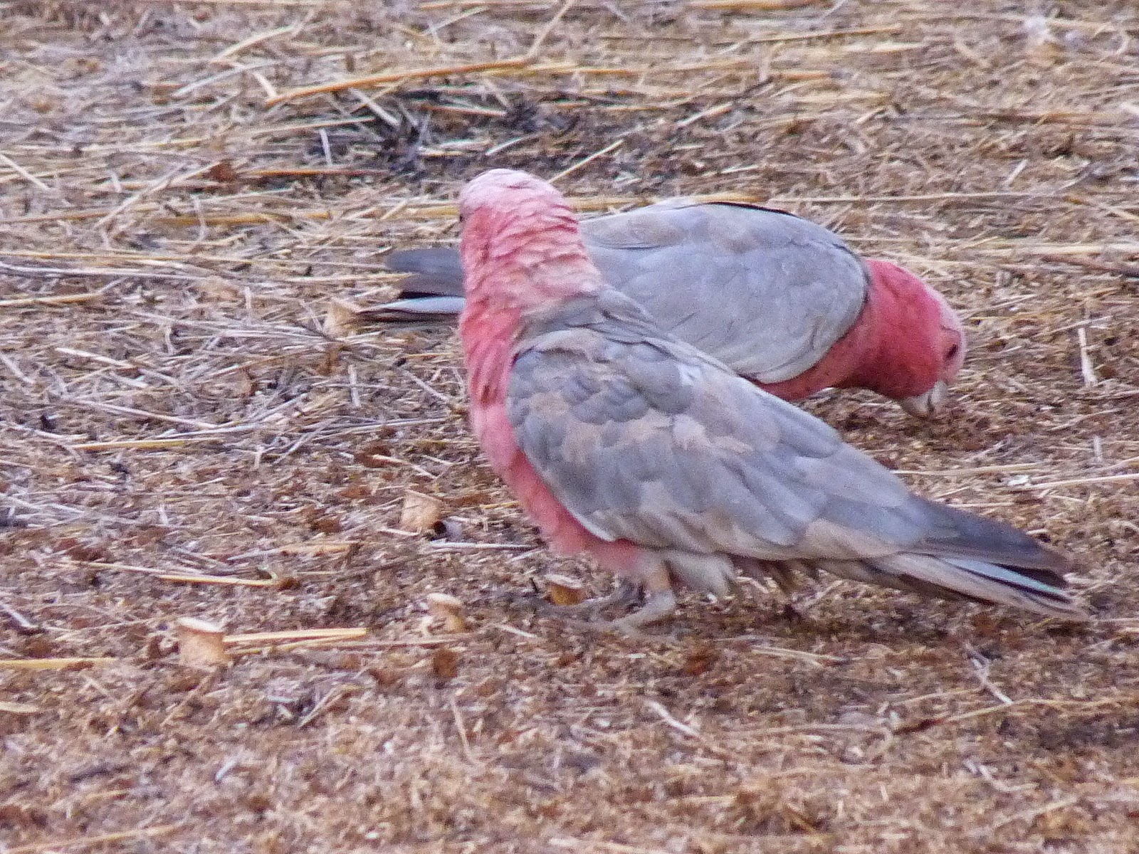 Birding For Pleasure: WILD BIRD WEDNESDAY - Galah