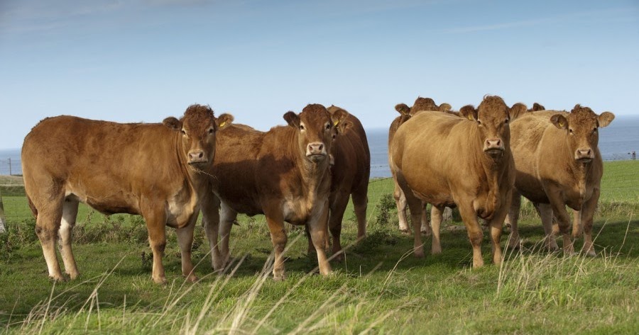 Pemilihan Bibit Sapi