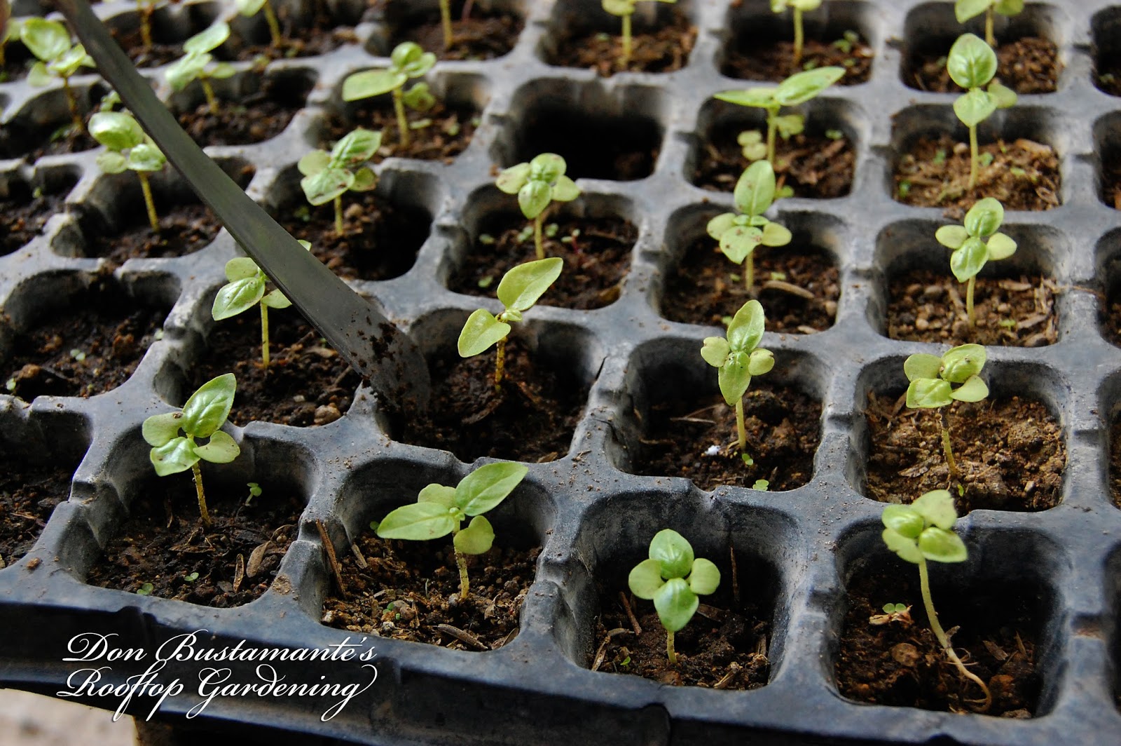Don Bustamante's Rooftop Garden: Seeding Tray And Transplanting Method