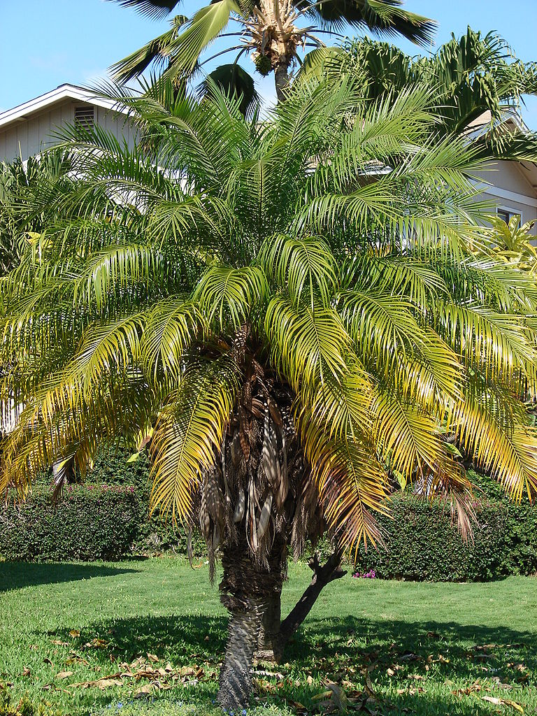 Palmera robellini - Guia de jardin