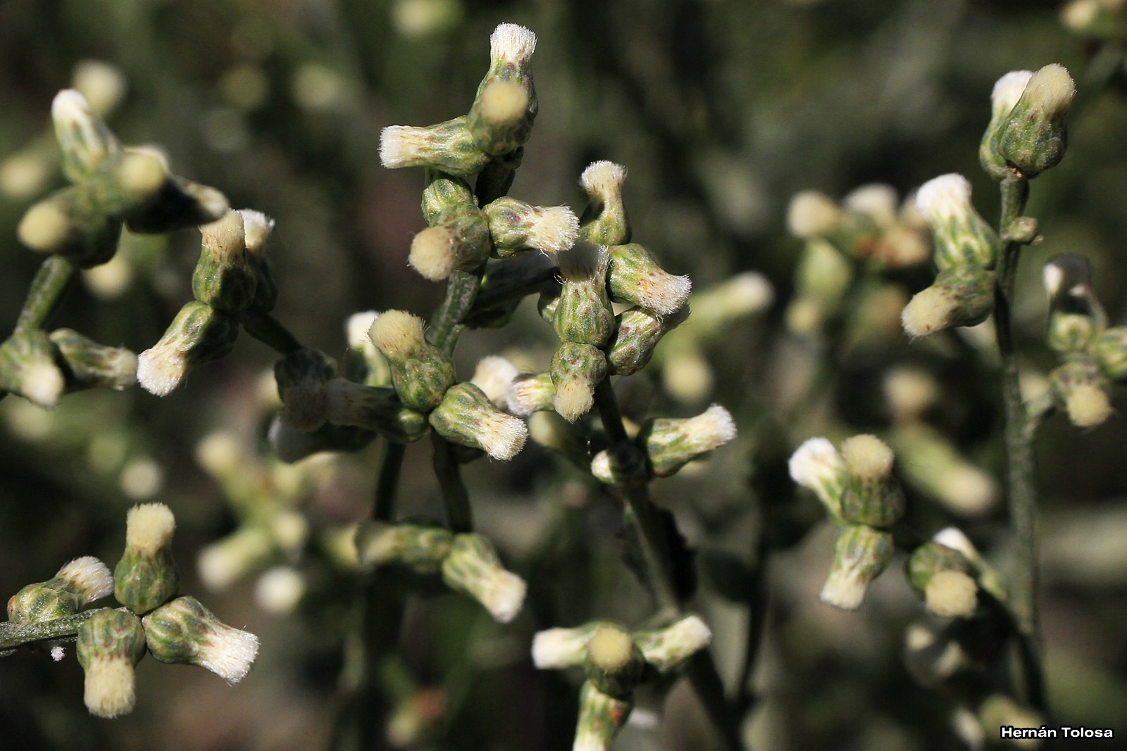 Flora Bonaerense: Carqueja (Baccharis articulata)