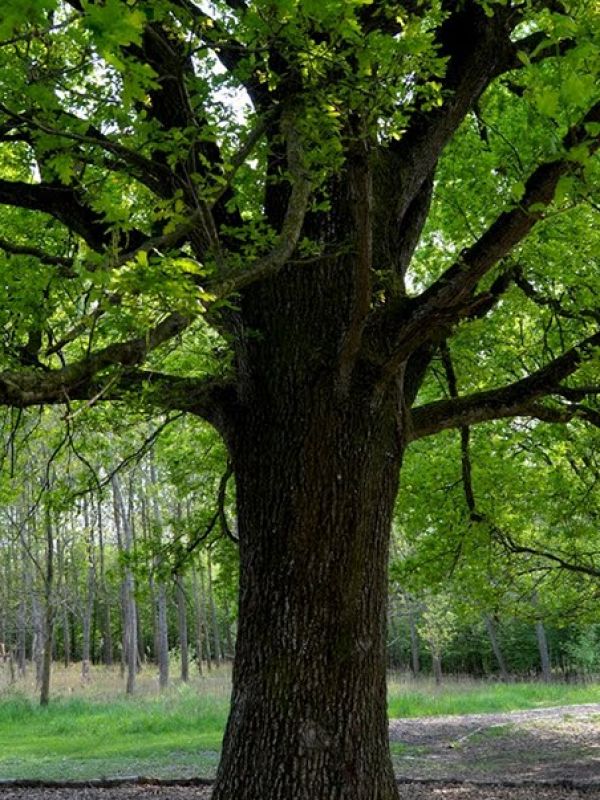 Il Rifugio degli Elfi: La Grande Quercia