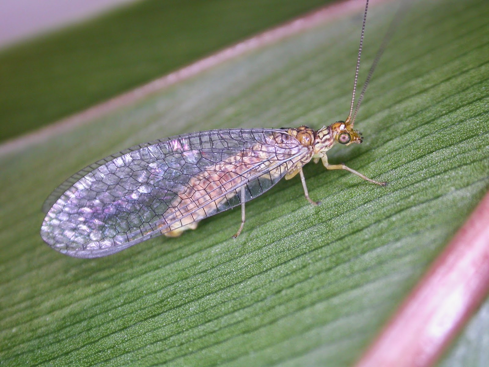 Variety of Life: Chrysopidae