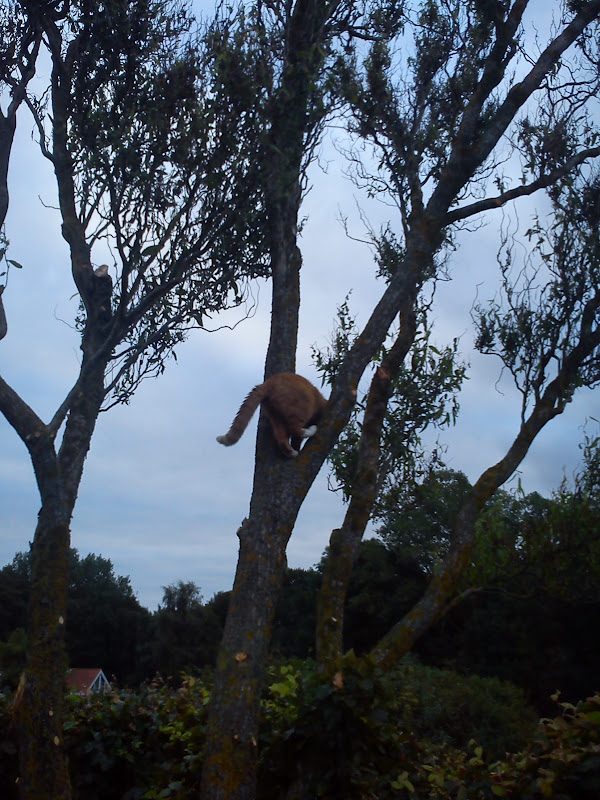 Kitchen of Kiki: The tree of Hannibal the Cat is still "cat cool"