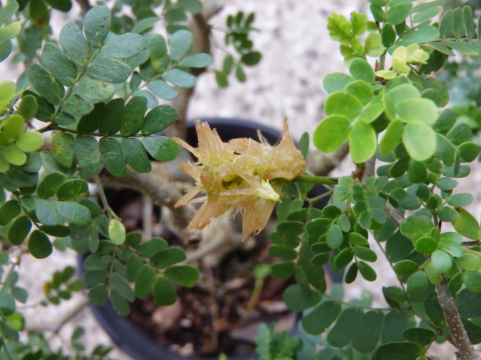 Flora de Puerto Rico Ilustrada Papo Vives: Mimosoideae PITECELLOBIUM ...