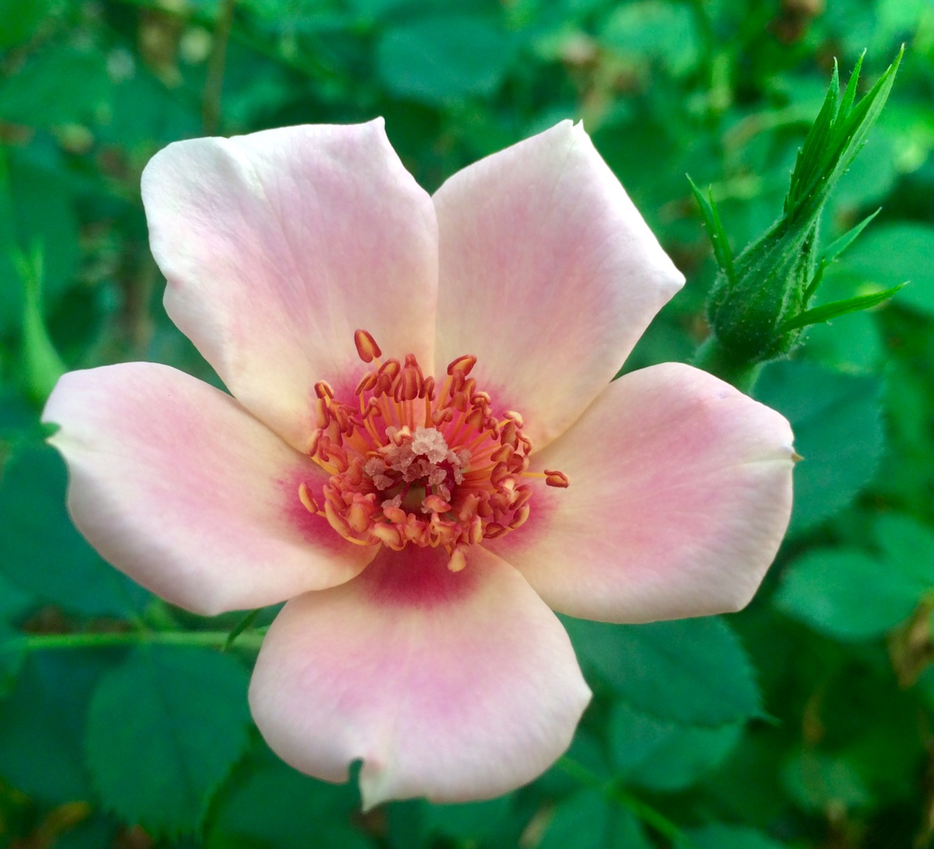 Rose Hybridizing: Late 2015 Hulthemia Blooms