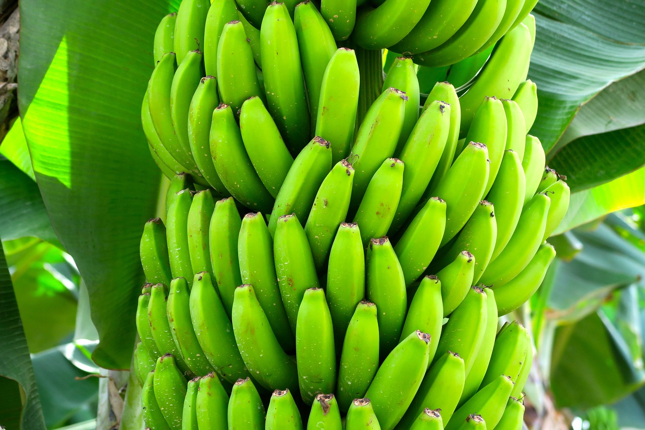 Benefícios da biomassa de banana verde