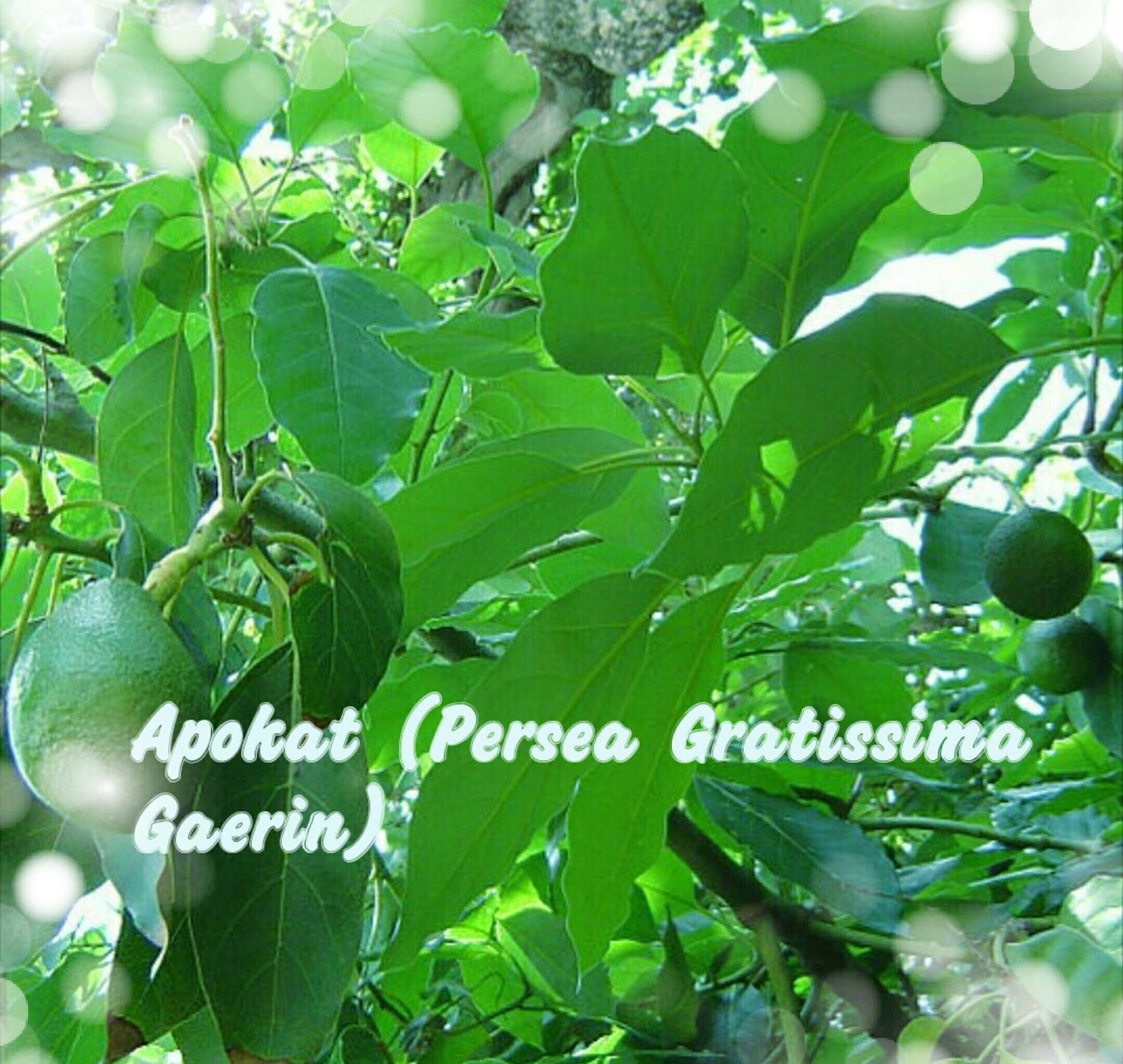 Apokat/Alpukat Dengan Berbagai Macam Khasiat | Obat Tradisional