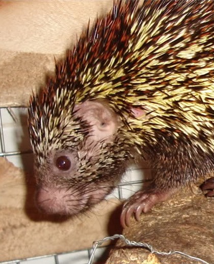 Species New to Science: [Mammalogy • 2013] 'coandu-mirim' | Coendou ...