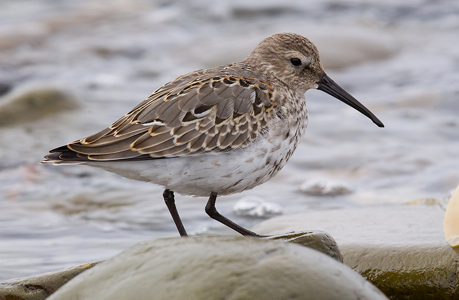 The Bruce Mactavish Newfoundland Birding Blog: A few Common Shorebird ...